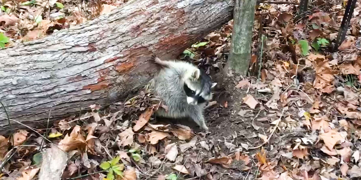Raccoon Stuck Under Tree Gets Rescued - Videos - The Dodo