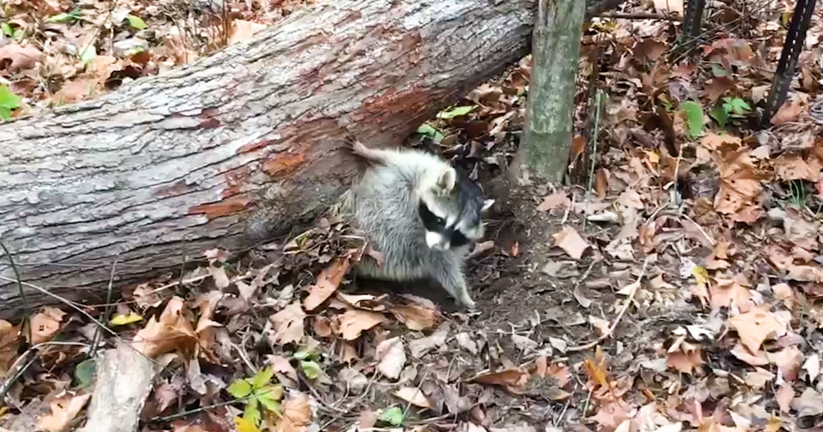 Raccoon Stuck Under Tree Gets Rescued - Videos - The Dodo
