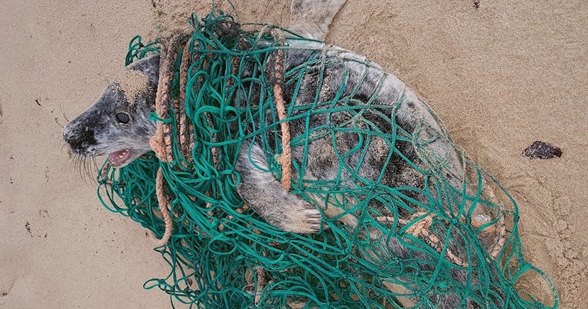 Seal Pup Tangled In Nets Rescued On Scotland Beach - The Dodo