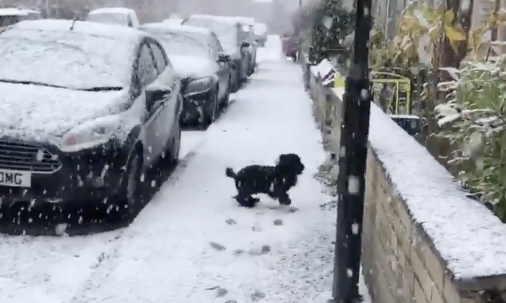 Dog Sees Snow for the First Time and Freaks Out - Thrillist