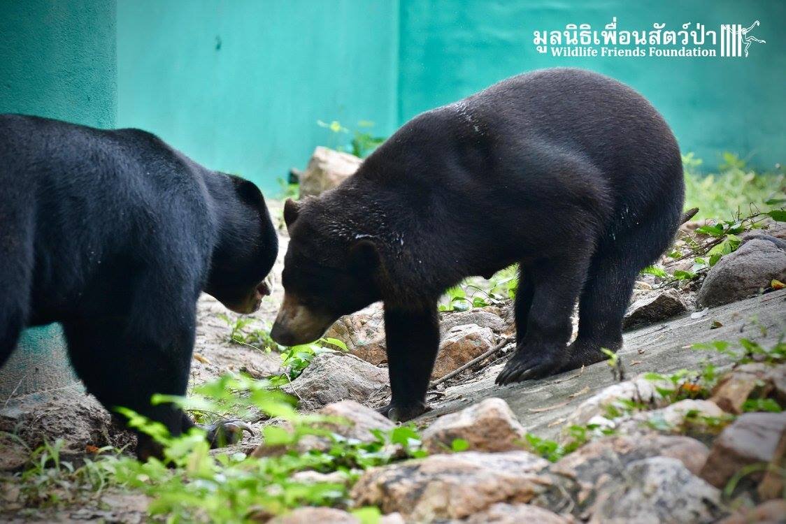 Sun Bear Sees His Mate From Years Ago And Immediately Recognizes Her ...