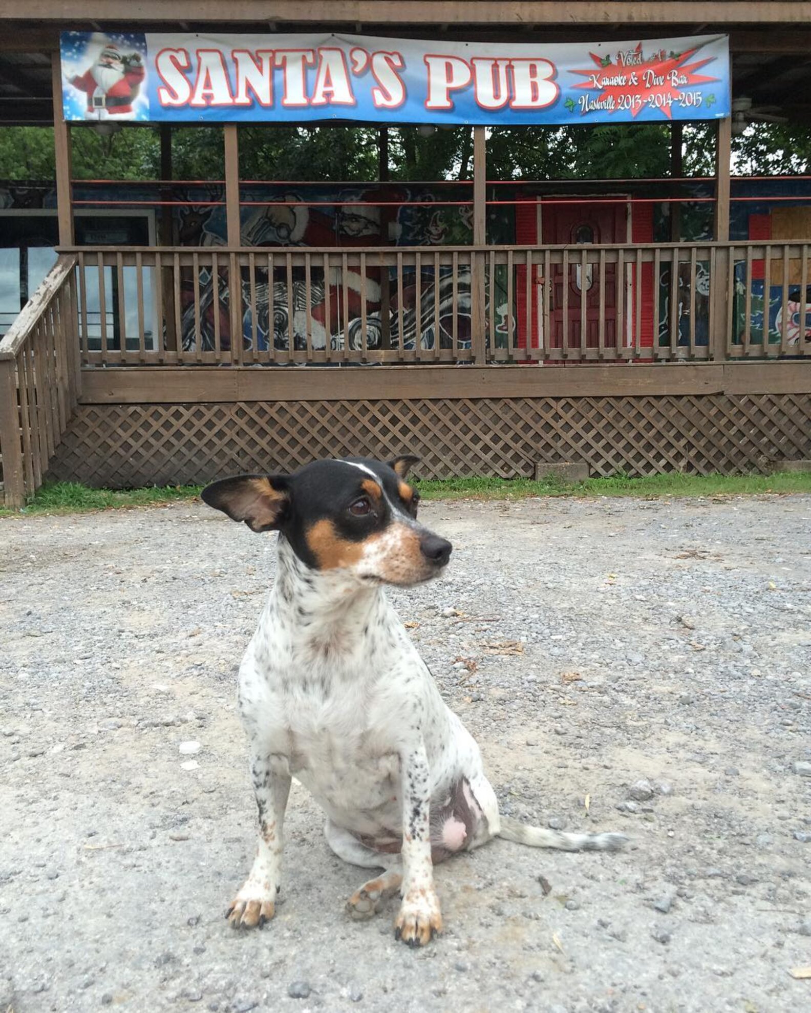 10 Adorable Bar Dogs from Across the Country - Thrillist