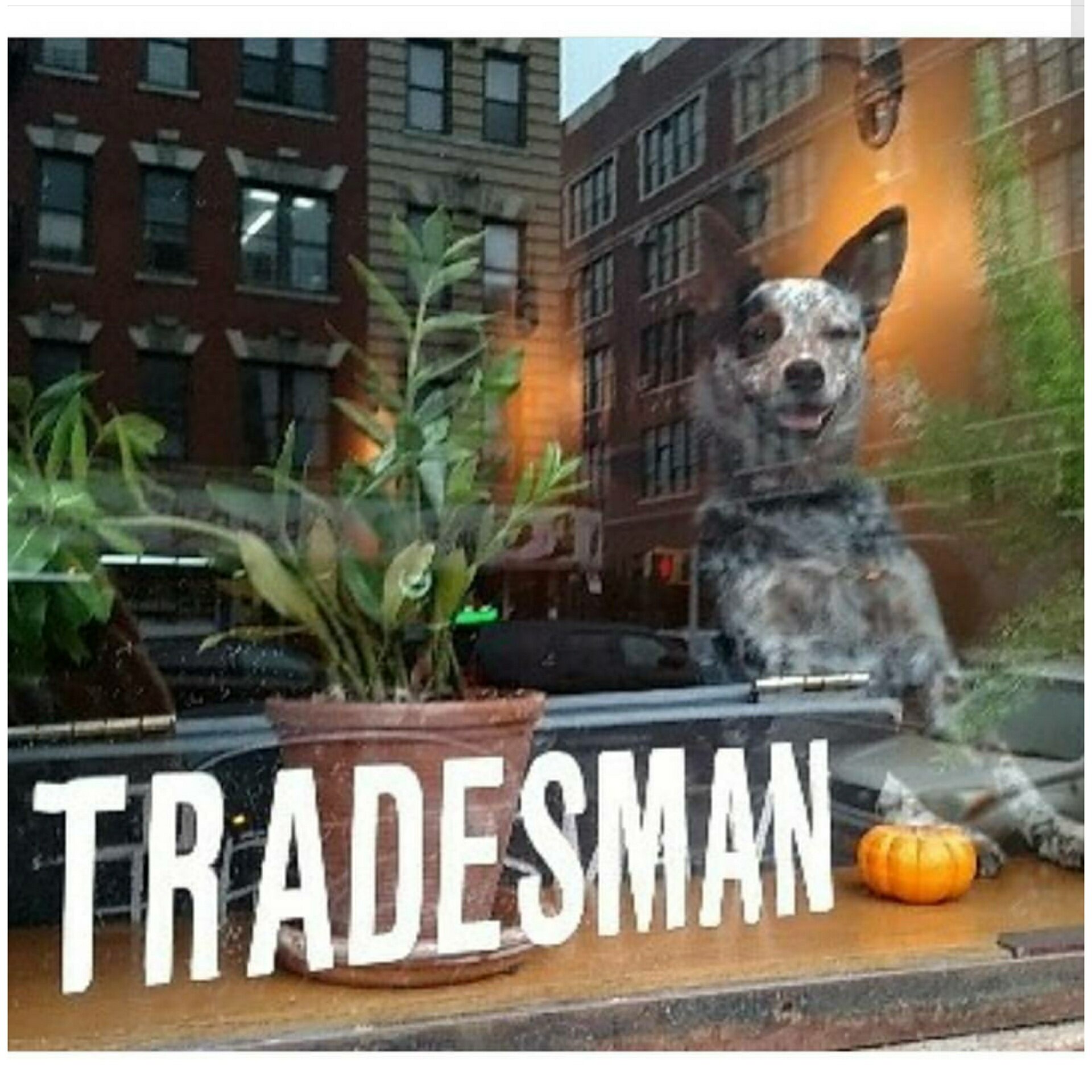 10 Adorable Bar Dogs from Across the Country - Thrillist