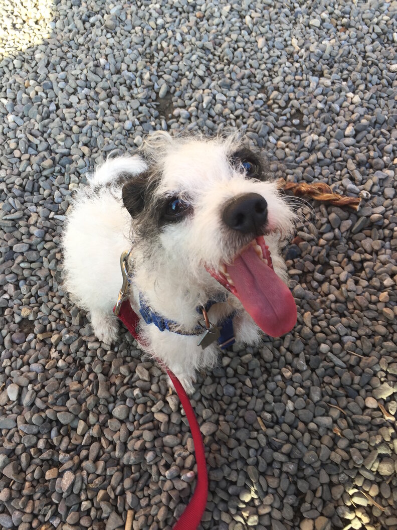 10 Adorable Bar Dogs from Across the Country - Thrillist
