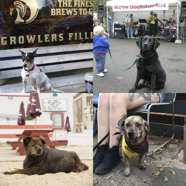 10 Adorable Bar Dogs from Across the Country - Thrillist