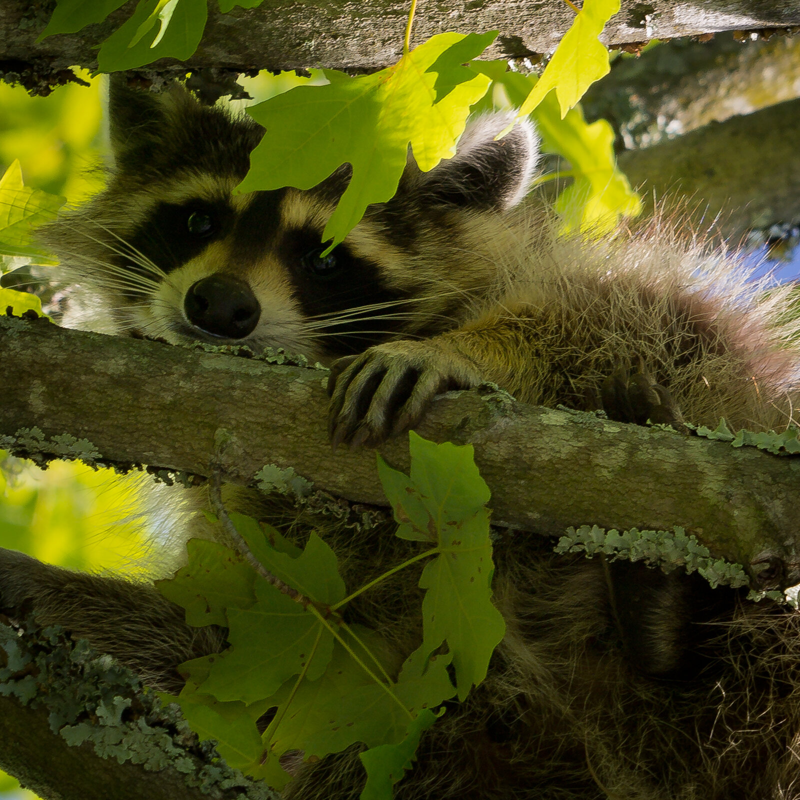 How To Humanely Get Raccoons Out Of Your House - The Dodo