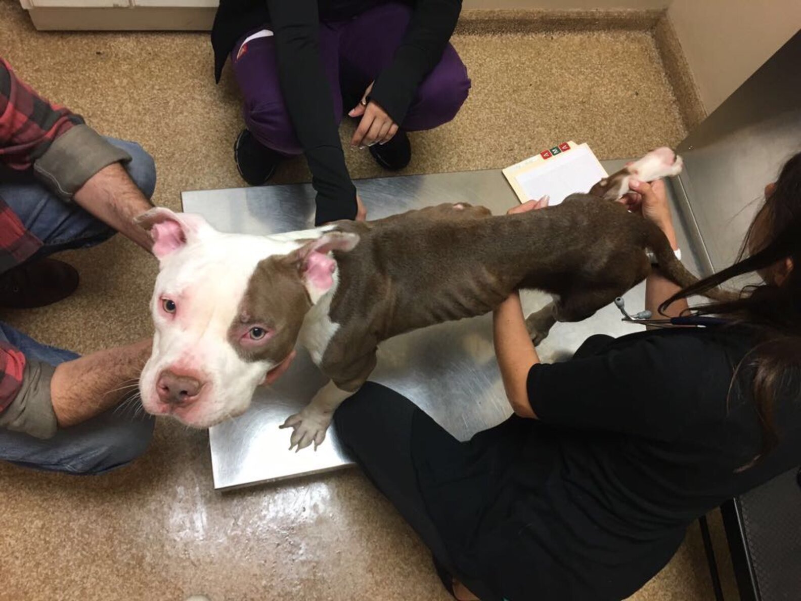 Emaciated Pit Bull From New York City Makes Amazing Transformation ...