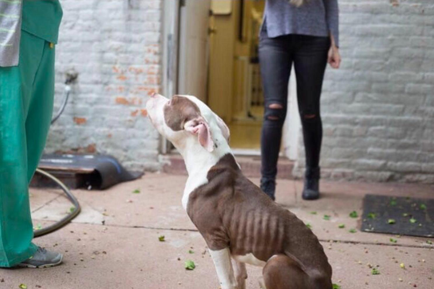 Emaciated Pit Bull From New York City Makes Amazing Transformation ...