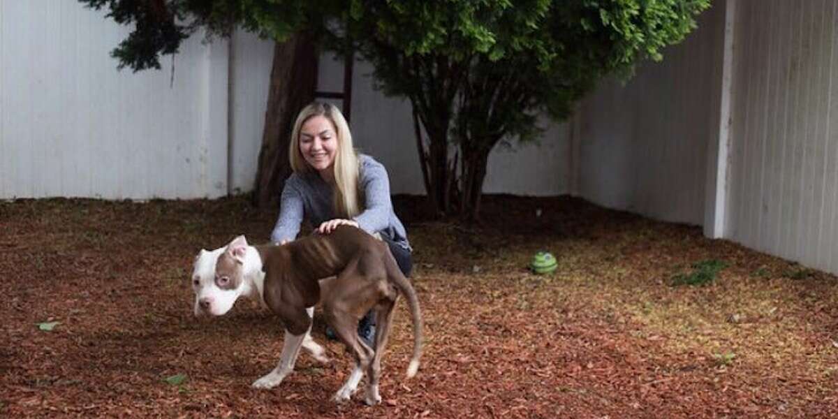 Emaciated Pit Bull From New York City Makes Amazing Transformation ...
