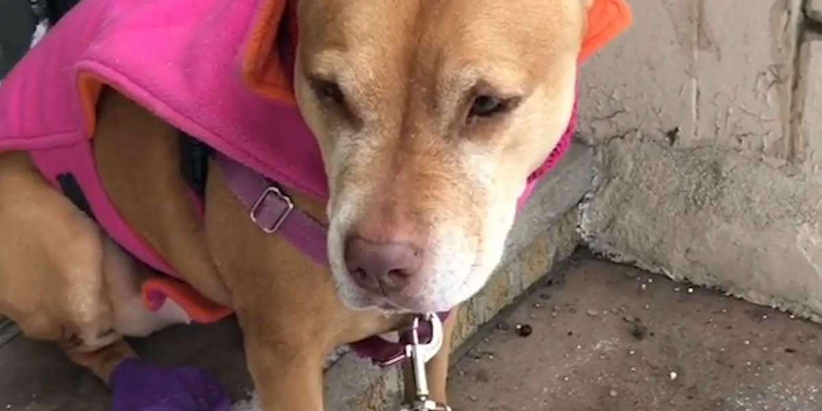 Dog Who Grew Up In Junkyard Finally Comes Out Of Her Shell - Videos ...