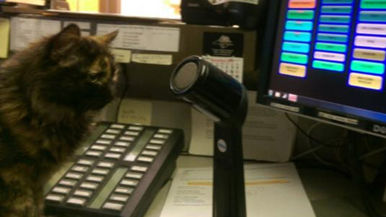 Kitten Found By North Carolina Police Officer Hired For A Day - The Dodo