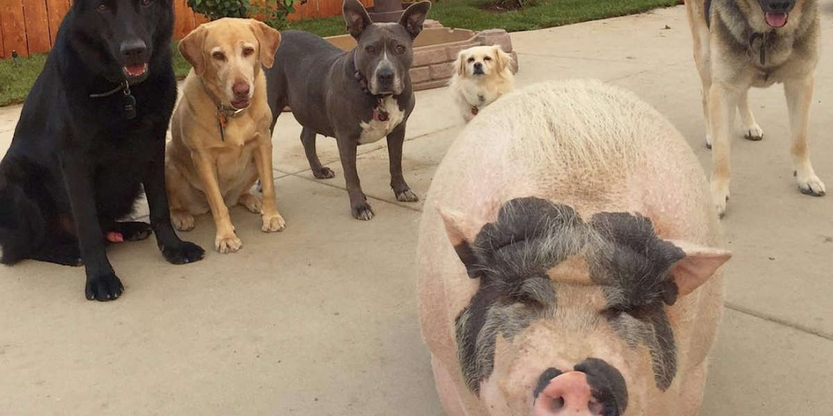 Pig Is So Much Smarter Than All The Dogs He Lives With - Videos - The Dodo