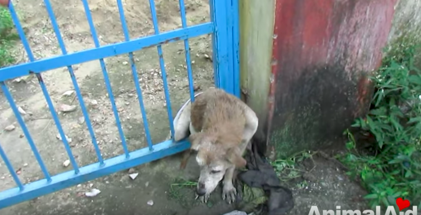 Injured Senior Dog Gets Stuck In Gate While Looking For Help - The Dodo