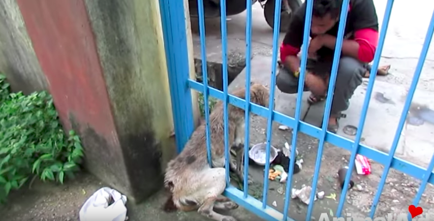 Injured Senior Dog Gets Stuck In Gate While Looking For Help - The Dodo