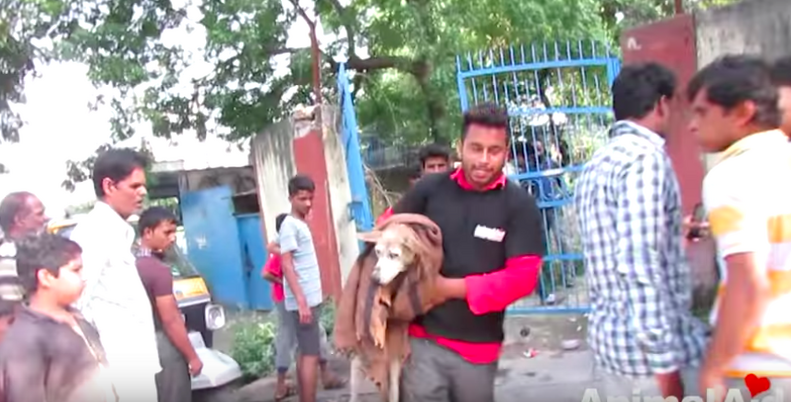 Injured Senior Dog Gets Stuck In Gate While Looking For Help - The Dodo