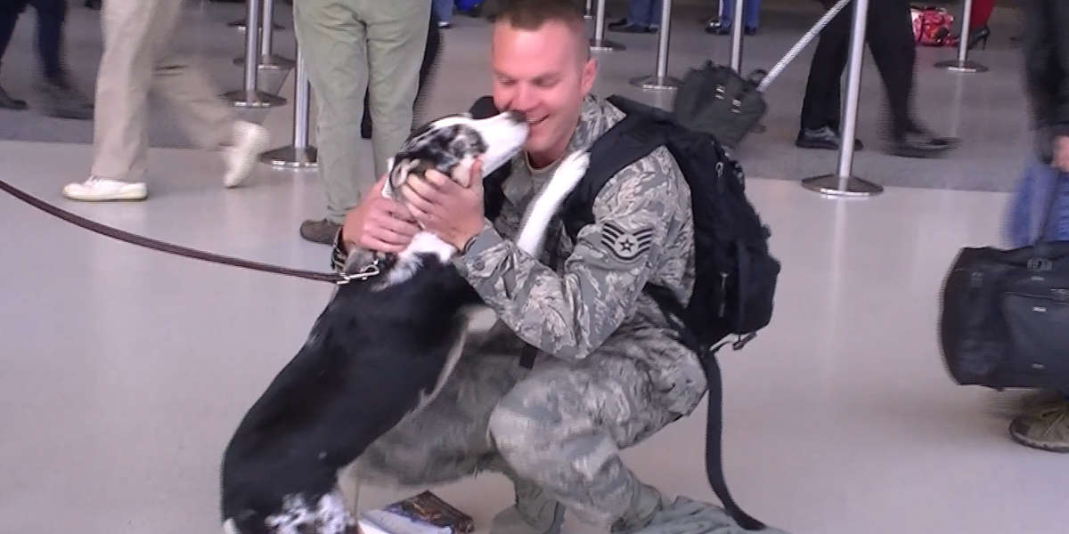 These Dogs Are So Happy That Their Soldier Parents Are Finally Home ...
