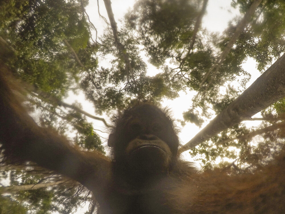 Wild Orangutan Steals GoPro Camera And Takes Expert Selfies - The Dodo