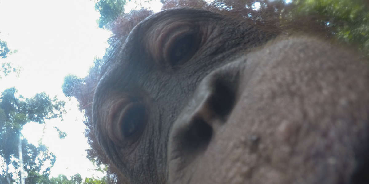 Wild Orangutan Steals GoPro Camera And Takes Expert Selfies - The Dodo