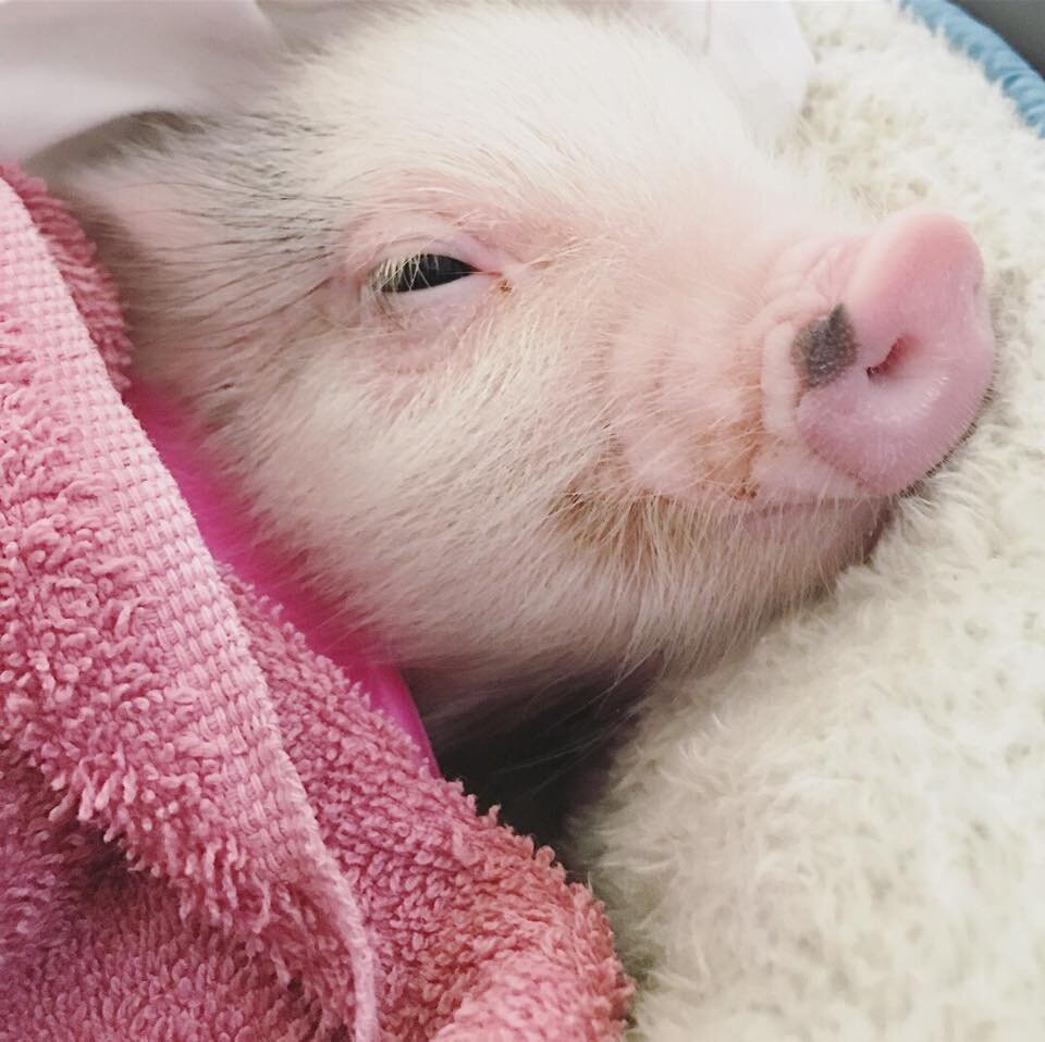 Tiny Rescued Piglet Gets The Best Bedroom At Sanctuary - The Dodo