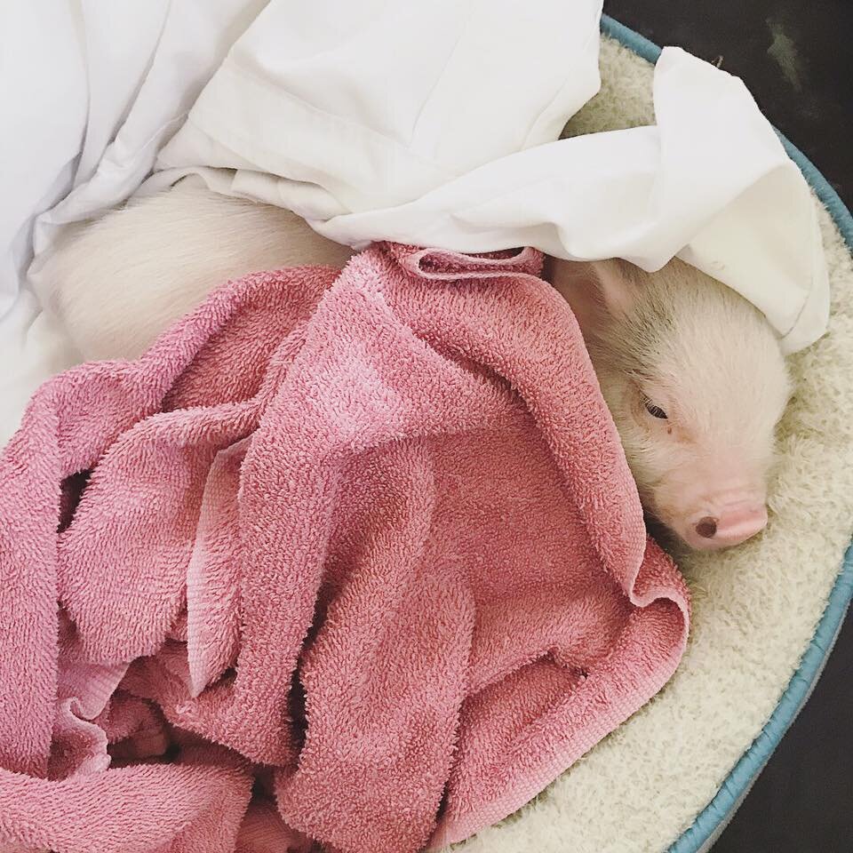 Tiny Rescued Piglet Gets The Best Bedroom At Sanctuary - The Dodo