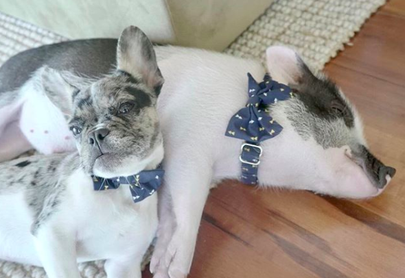 Pig Really Loves Frenchies So His Parents Get Him One - The Dodo