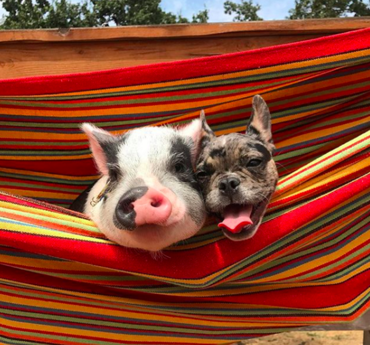 Pig Really Loves Frenchies So His Parents Get Him One - The Dodo