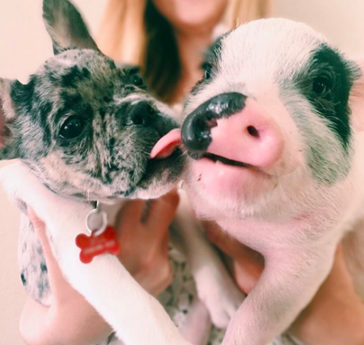 Pig Really Loves Frenchies So His Parents Get Him One - The Dodo