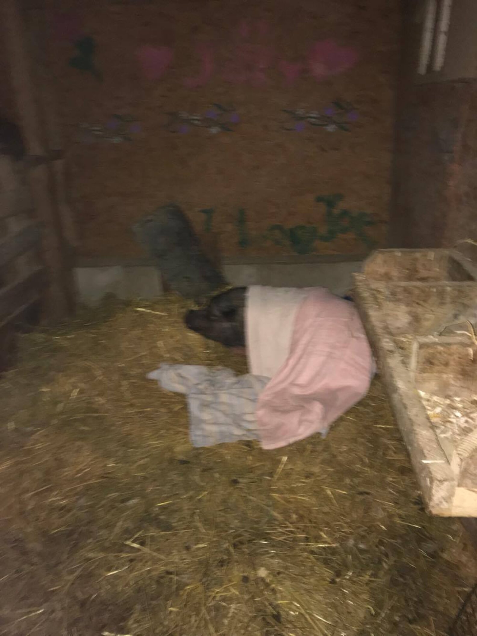 Potbellied Pig With Overgrown Hooves Found After Years Of Neglect - The ...