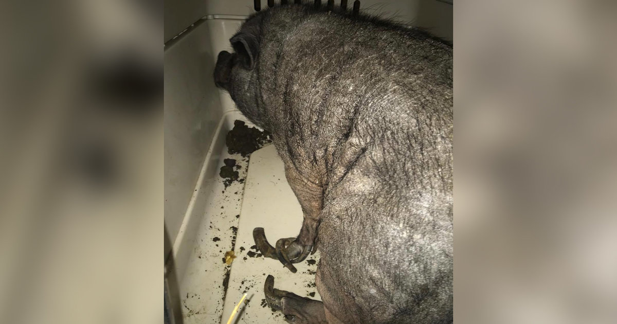 Potbellied Pig With Overgrown Hooves Found After Years Of Neglect - The ...