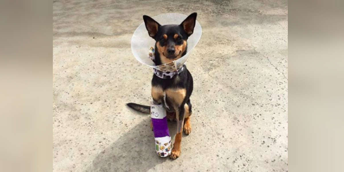 Pet Health Insurance: What You Need To Know - The Dodo