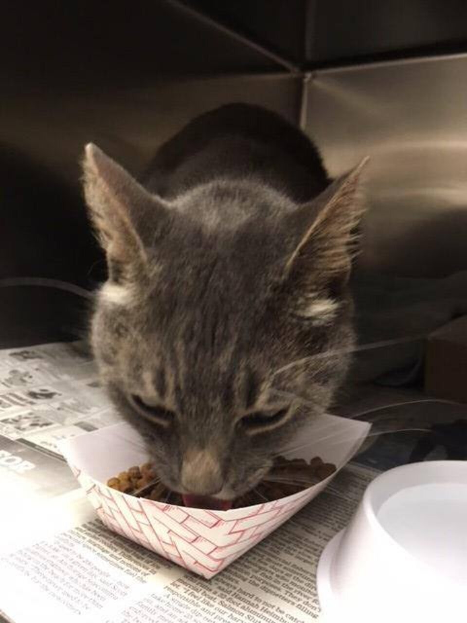 Man Reunites With Cat Who Went Missing During Sonoma County Fires - The ...