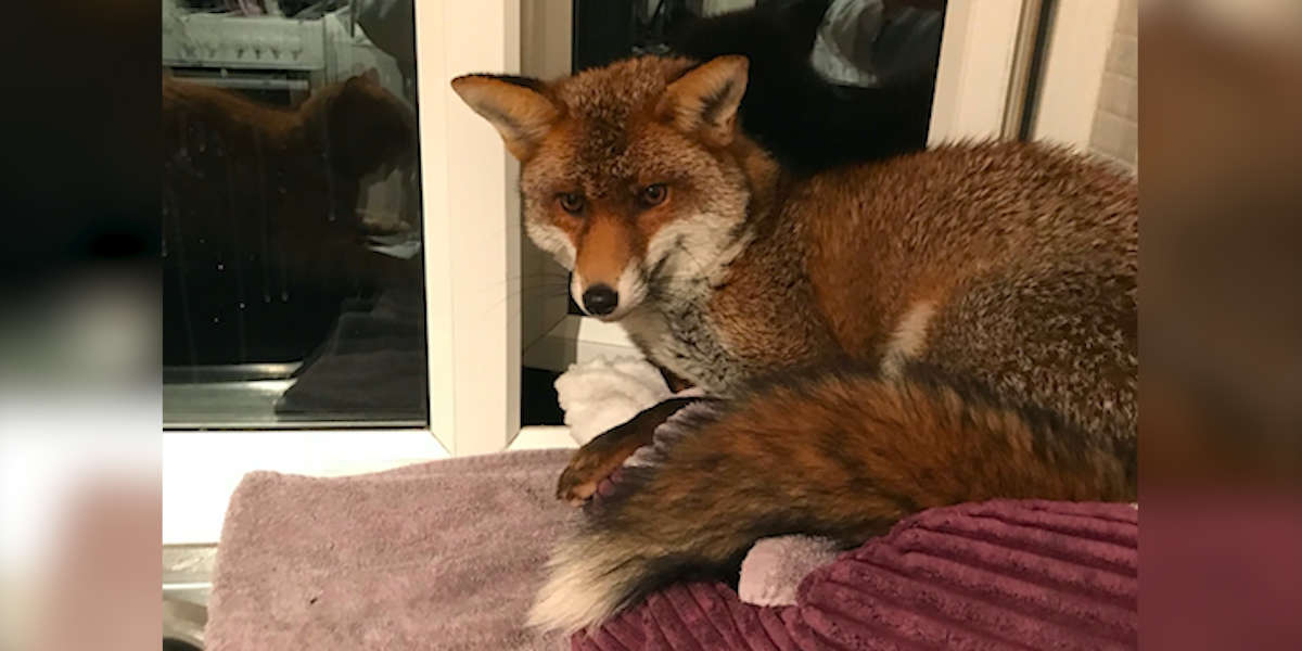 Fox Breaks Into London Woman's House To Use Her Cat's Bed - The Dodo