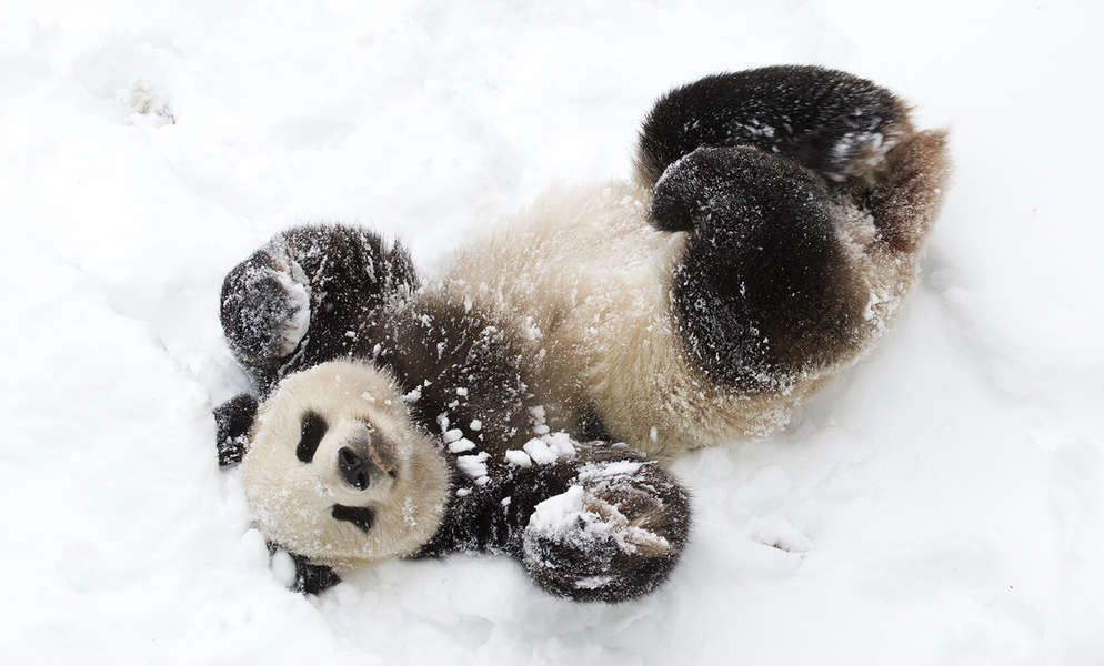 Cute Video of Panda Playing in the Snow - Thrillist