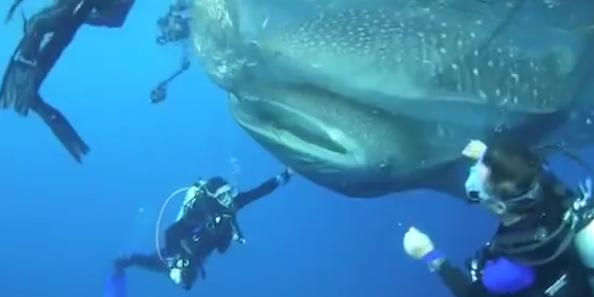 Three Amazing Sea Creature Rescues - Videos - The Dodo