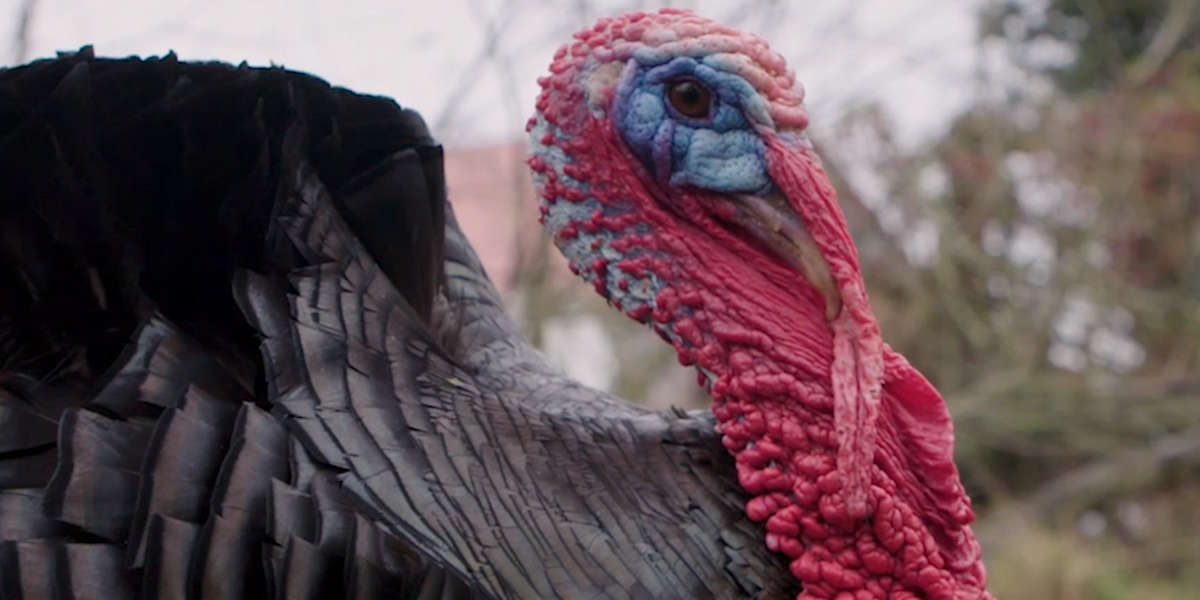 Rescued Turkey And His Friends Know Exactly How To Spend Thanksgiving ...