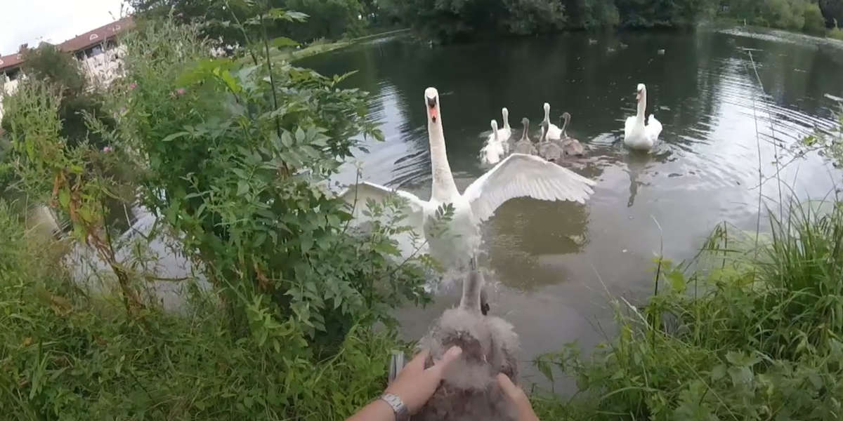 Guy Rescues Swan Baby Despite Her Nervous Mom - Videos - The Dodo
