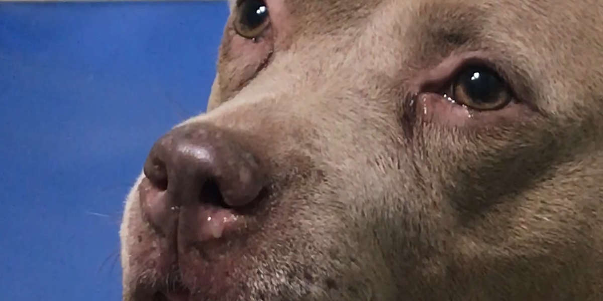 Shelter Dog Couldn't Stop Crying Until She Met These People - Videos ...