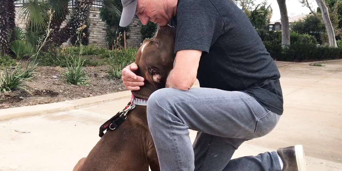 Patrick Stewart Can’t Stop Helping Pit Bulls - Videos - The Dodo