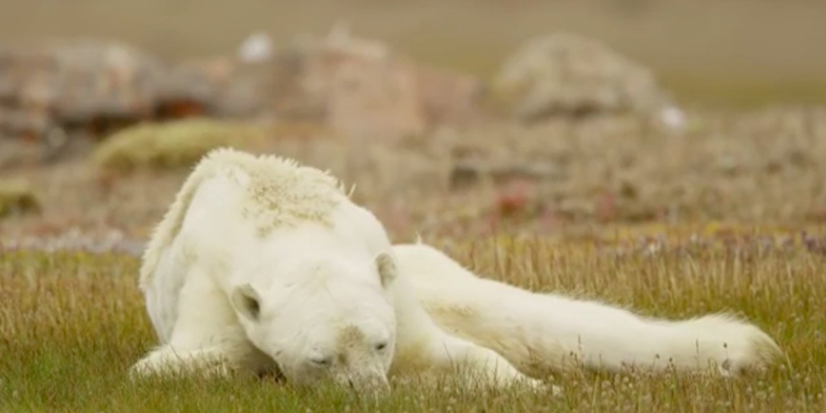 Starving Polar Bear Clings To Life In Viral National Geographic Video ...