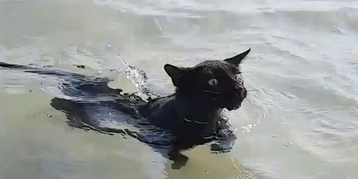 Rescue Cat Loves Swimming In The Ocean With Her New Family - Videos ...