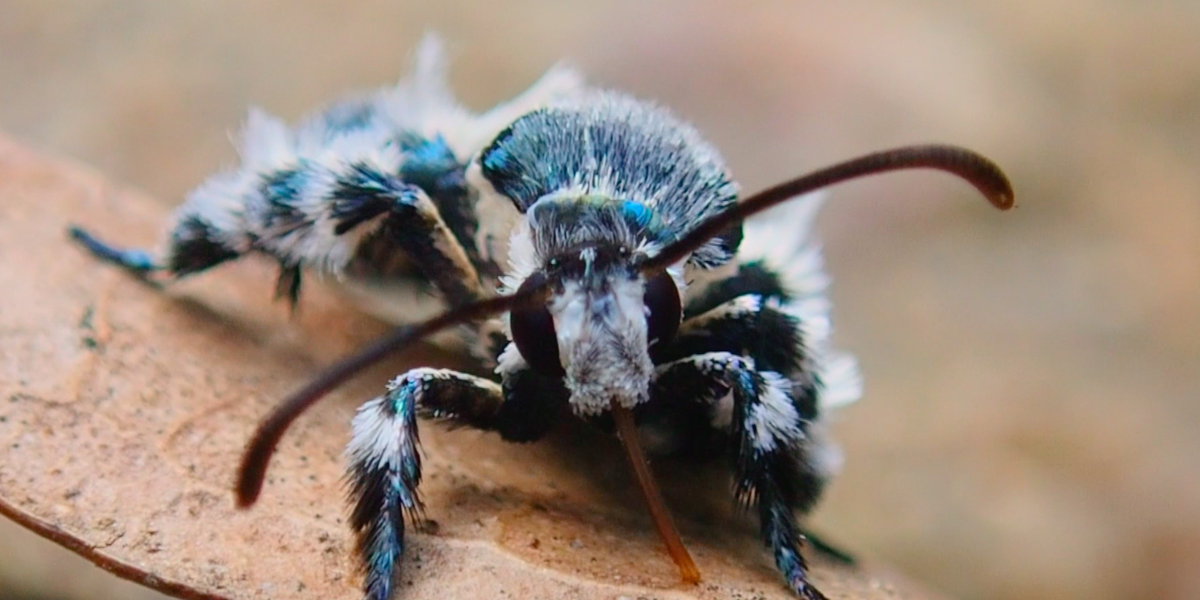 Rare Blue Clearwing Moth Rediscovered In Malaysia After 130 Years - The ...