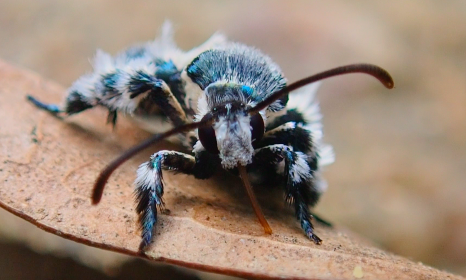 Rare Blue Clearwing Moth Rediscovered In Malaysia After 130 Years - The ...