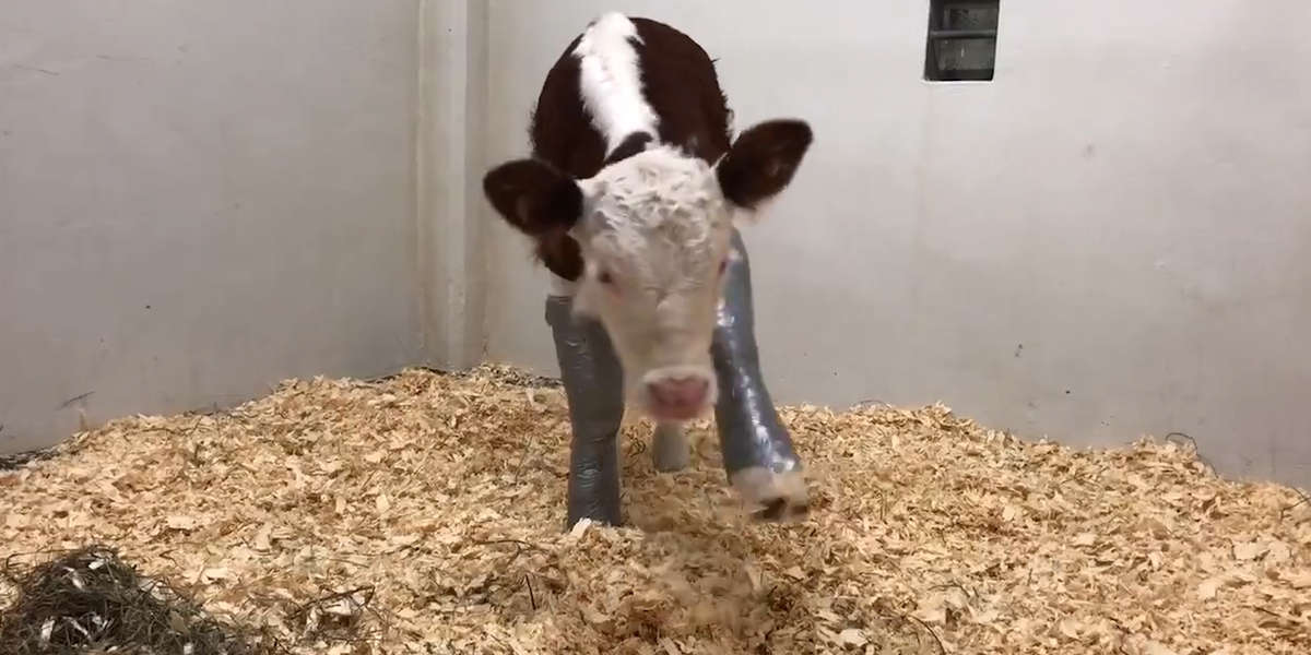 Baby Cow Has The Best New Dad Now - Videos - The Dodo