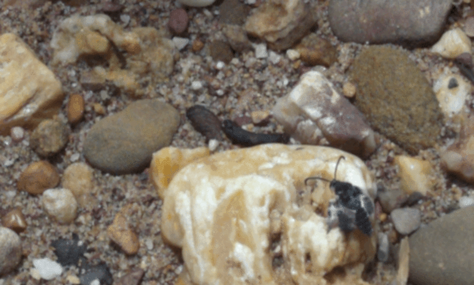 Rare Blue Clearwing Moth Rediscovered In Malaysia After 130 Years - The ...