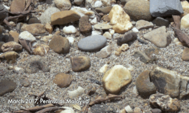 Rare Blue Clearwing Moth Rediscovered In Malaysia After 130 Years - The ...