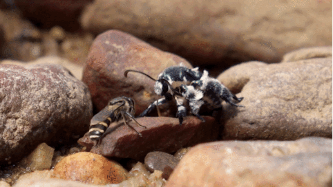 Rare Blue Clearwing Moth Rediscovered In Malaysia After 130 Years - The ...