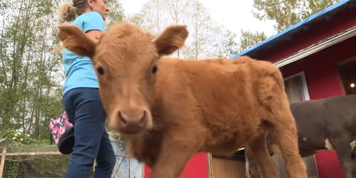 Baby Cow Has So Many Friends At Her New Sanctuary - Videos - The Dodo