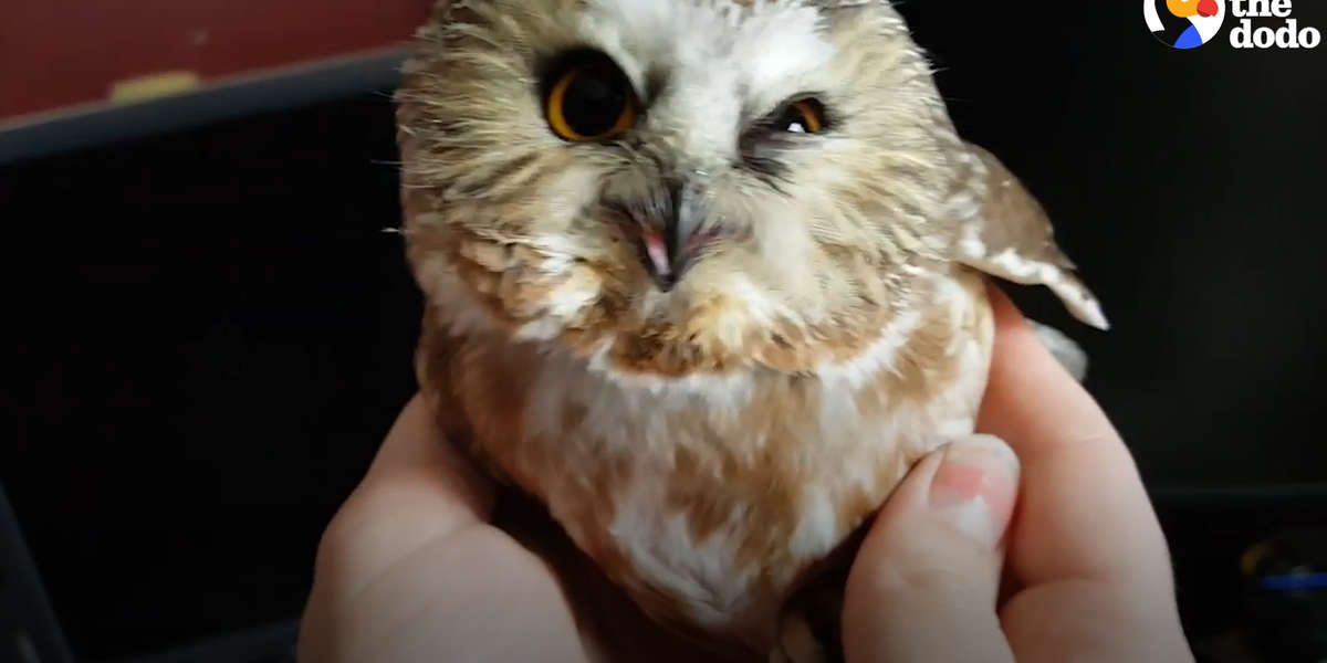 People Save Owl Who Flew Into Their Window - Videos - The Dodo