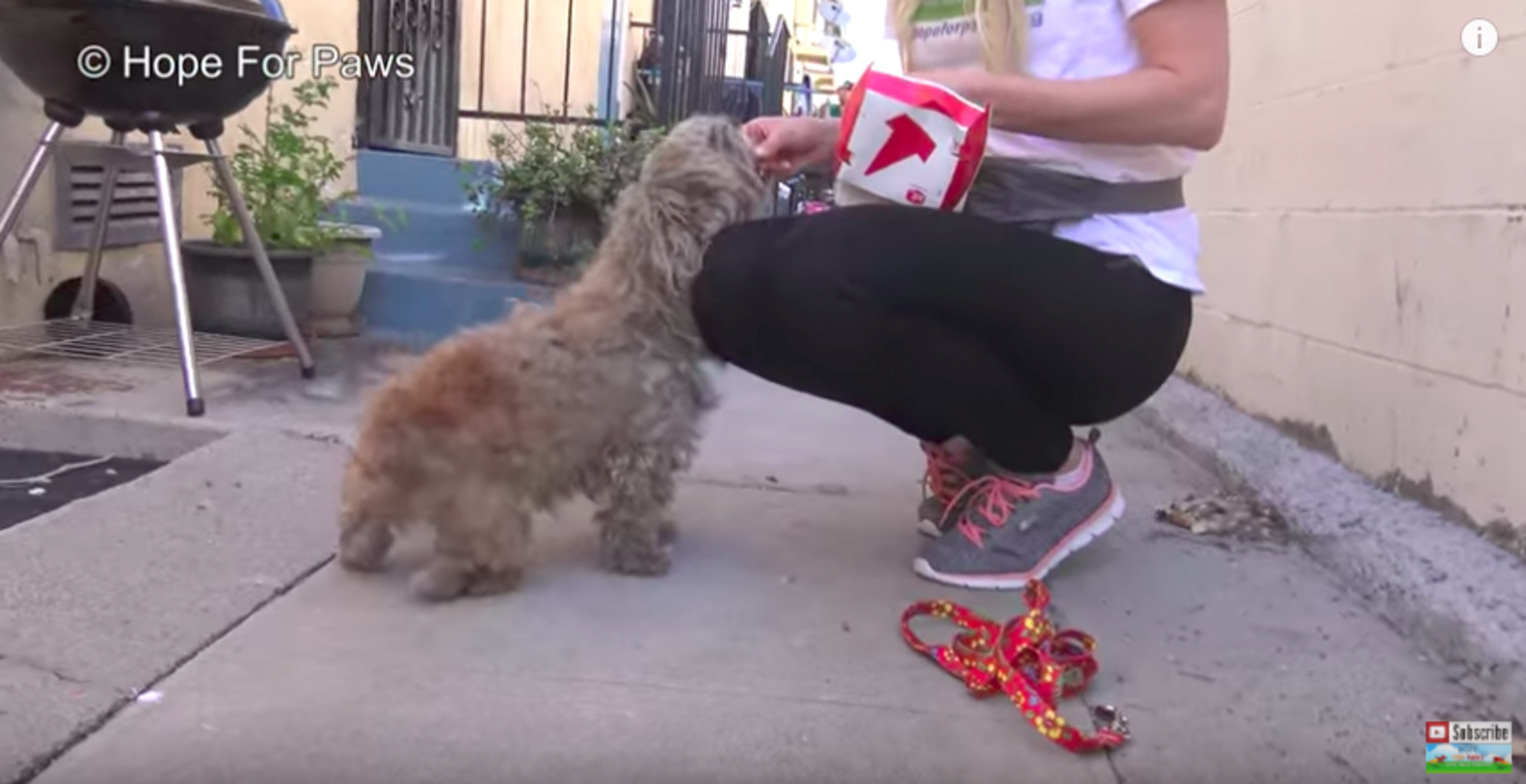 Homeless Dog Was So Matted Rescuers Couldn't See How Injured She Was ...