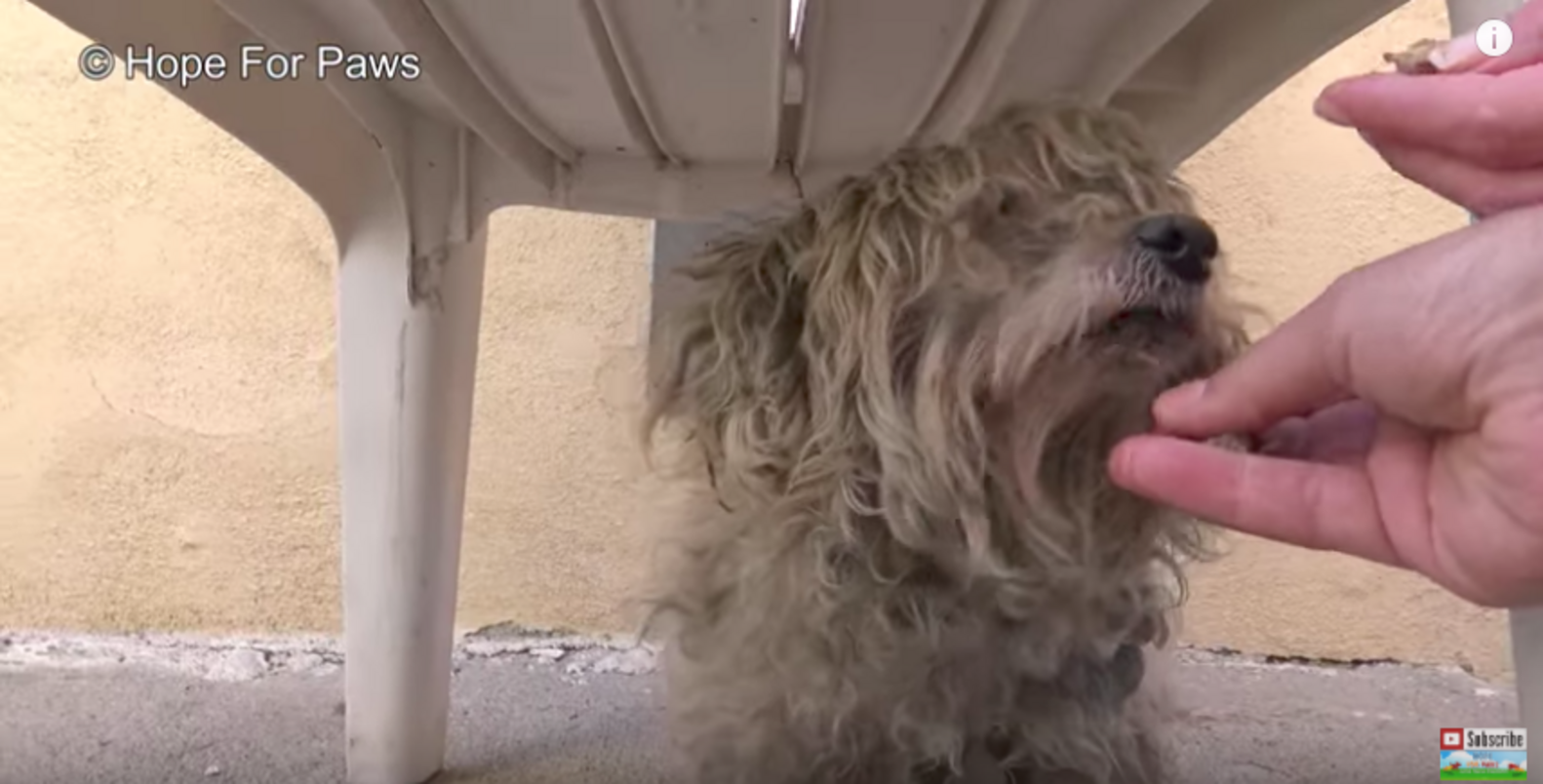 Homeless Dog Was So Matted Rescuers Couldn't See How Injured She Was ...